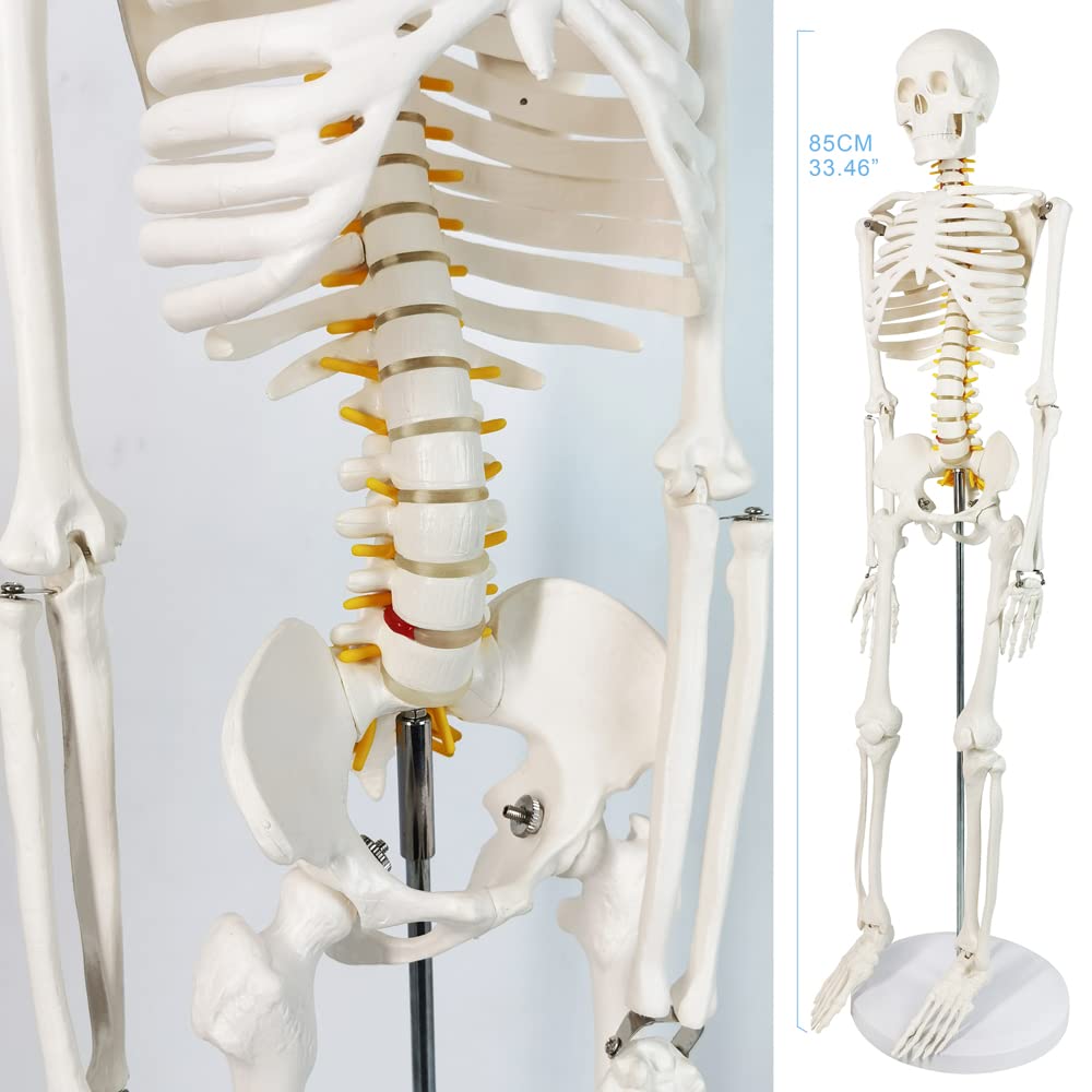 Evotech Mini Human Skeleton Model for Anatomy, 33.5'' 1/2 Life Size Human Skeleton Model with Nervous System Removable Arms and Legs and Stand for Medical Anatomical Study Teaching, Manual Included