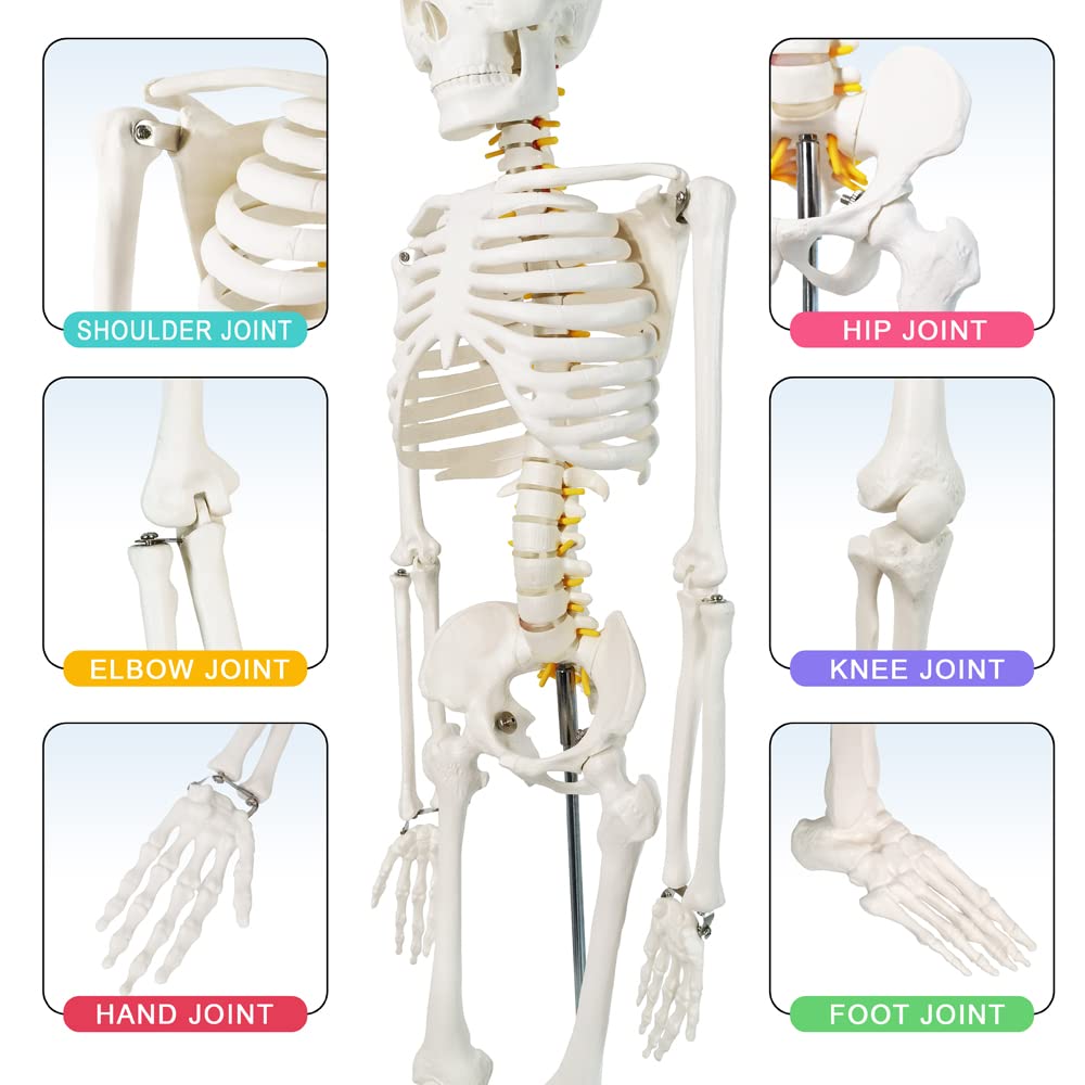 Evotech Mini Human Skeleton Model for Anatomy, 33.5'' 1/2 Life Size Human Skeleton Model with Nervous System Removable Arms and Legs and Stand for Medical Anatomical Study Teaching, Manual Included