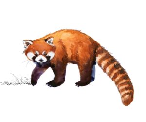 large red panda wall decal peel and stick for kids bedroom decor, red panda wall stickers, red panda wall art poster, red panda gifts for kids girls boys