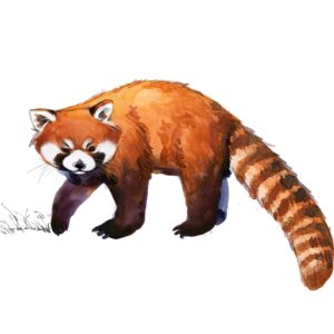 Large Red Panda Wall Decal Peel and Stick for Kids Bedroom Decor, Red Panda Wall Stickers, Red Panda Wall Art Poster, Red Panda Gifts for Kids Girls Boys