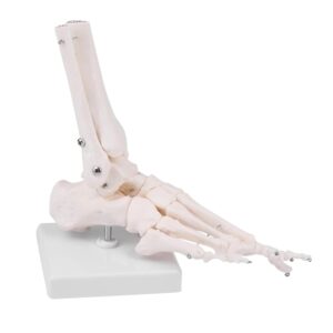 human elbow joint model with ligaments, flexible 1:1 scientific life size with lightweight display base, perfect teaching tool for patient education & anatomy study