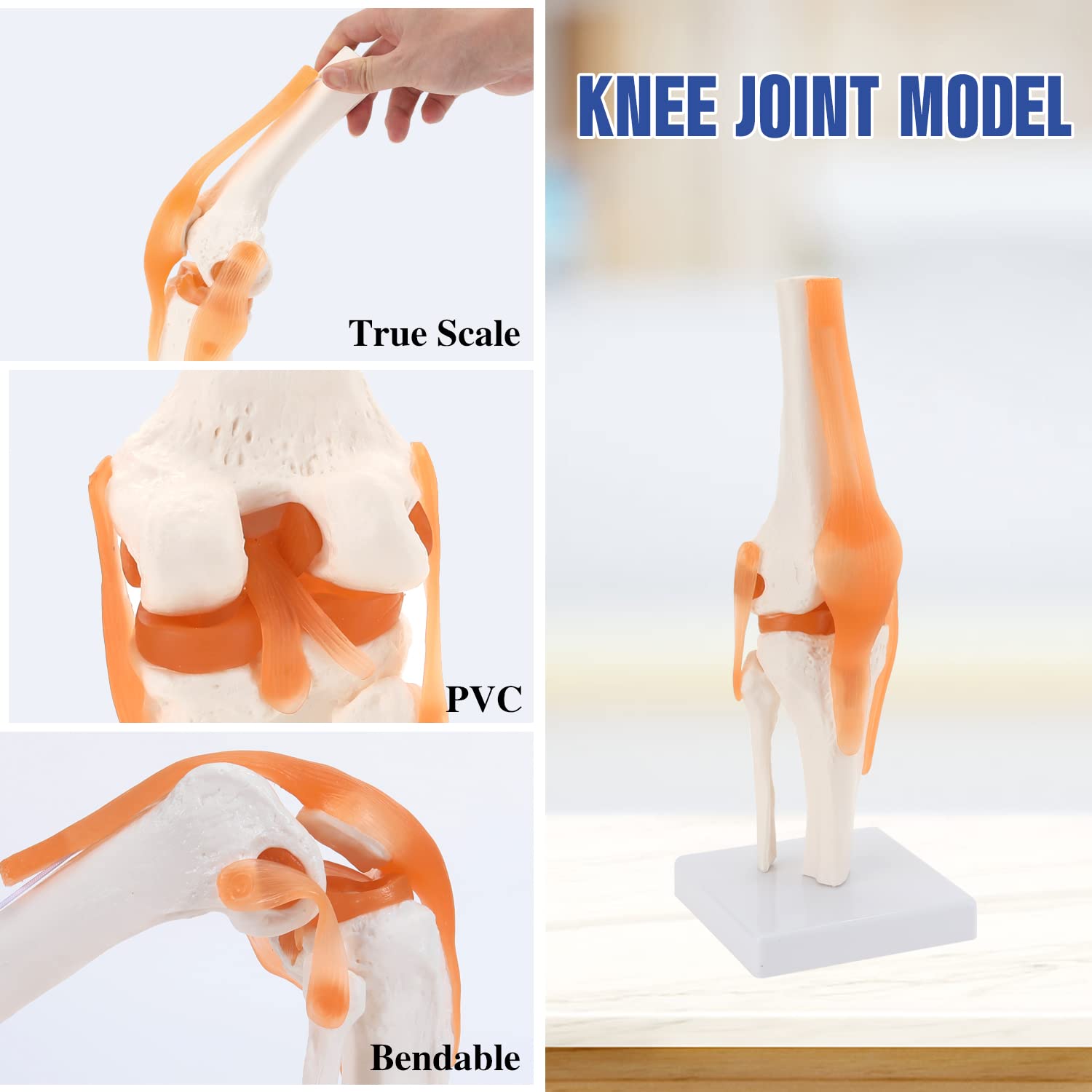 HINGONS Anatomical Medical Knee Ligament Model, Flexible 1:1 Scientific Life Size Human Knee Model, Teaching Tool for Patient Science Education and Anatomy Research