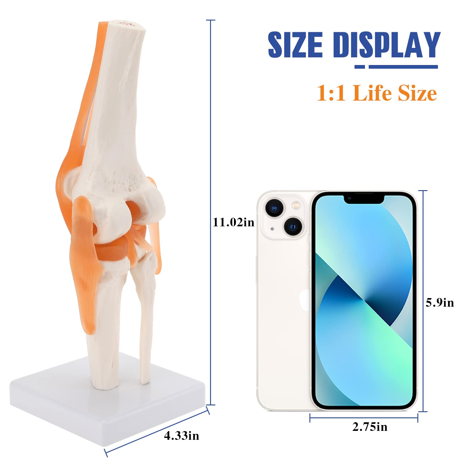 HINGONS Anatomical Medical Knee Ligament Model, Flexible 1:1 Scientific Life Size Human Knee Model, Teaching Tool for Patient Science Education and Anatomy Research