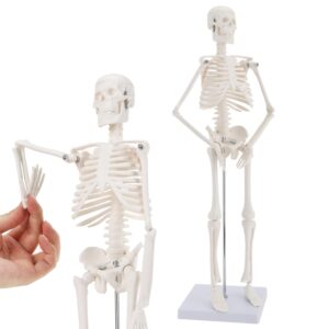 ronten mini size human skeleton model, with removable arms and legs 17.7” anatomical skeleton with plastic base for anatomy teaching and studying, colorful poster includes