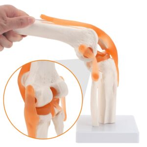 HINGONS Anatomical Medical Knee Ligament Model, Flexible 1:1 Scientific Life Size Human Knee Model, Teaching Tool for Patient Science Education and Anatomy Research