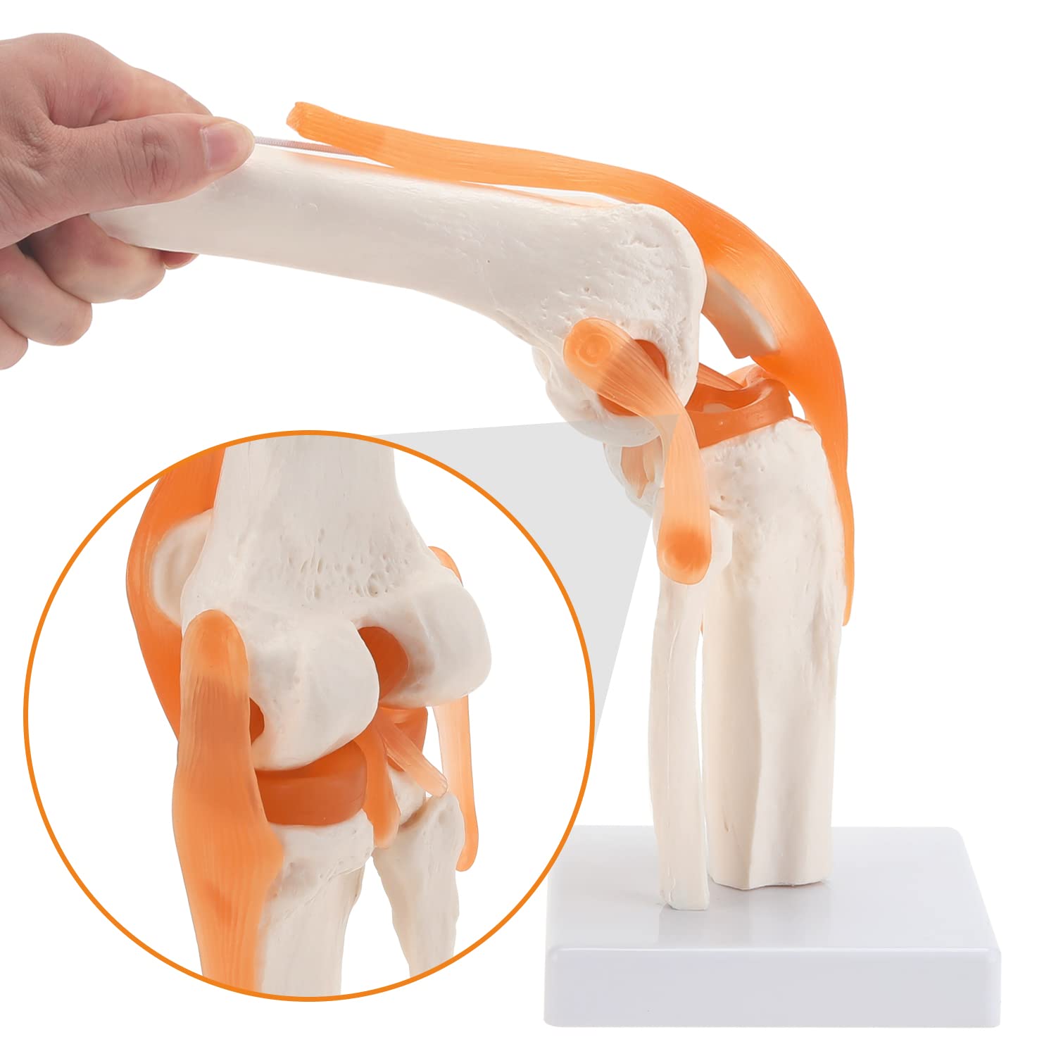 HINGONS Anatomical Medical Knee Ligament Model, Flexible 1:1 Scientific Life Size Human Knee Model, Teaching Tool for Patient Science Education and Anatomy Research