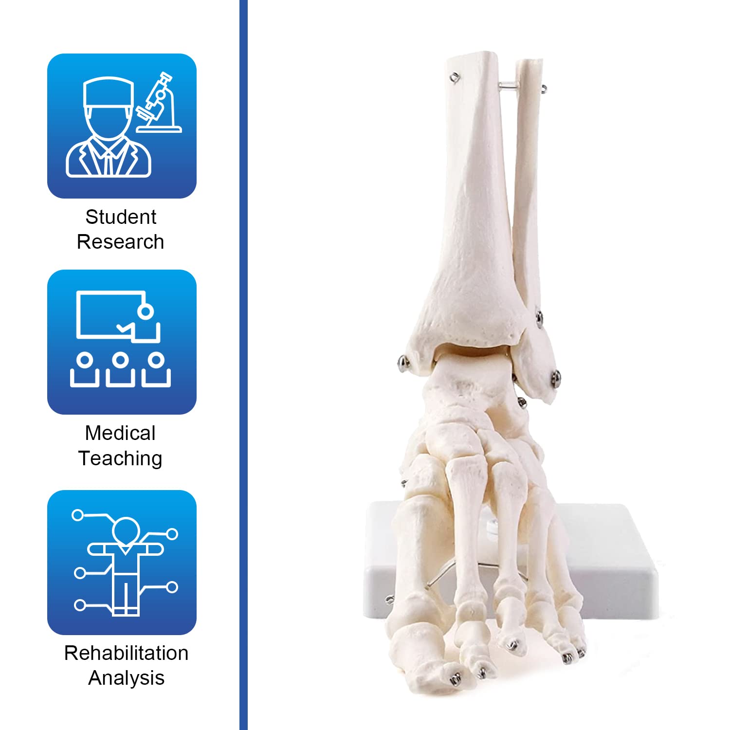 Human Elbow Joint Model with Ligaments, Flexible 1:1 Scientific Life Size with Lightweight Display Base, Perfect Teaching Tool for Patient Education & Anatomy Study