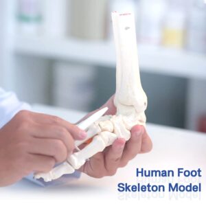 Human Elbow Joint Model with Ligaments, Flexible 1:1 Scientific Life Size with Lightweight Display Base, Perfect Teaching Tool for Patient Education & Anatomy Study