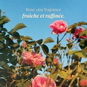 L'OCCITANE Rose Eau de Toilette 2.5 Fl.Oz|Elegant and tender fragrance for women |Notes of fresh greens, soft fruit, and delicate florals.