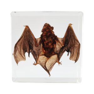 flyingbean real bat specimens in resin paperweight crafts, animal taxidermy collection for science education & desk ornament (bat), 75 x 75 x 24mm (3 x 3 x 1 inch) (fbbf-03)