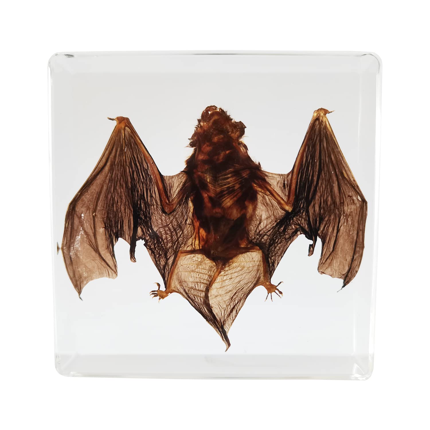 FlyingBean Real Bat Specimens in Resin Paperweight Crafts, Animal Taxidermy Collection for Science Education & Desk Ornament (Bat), 75 x 75 x 24mm (3 x 3 x 1 inch) (FBBF-03)