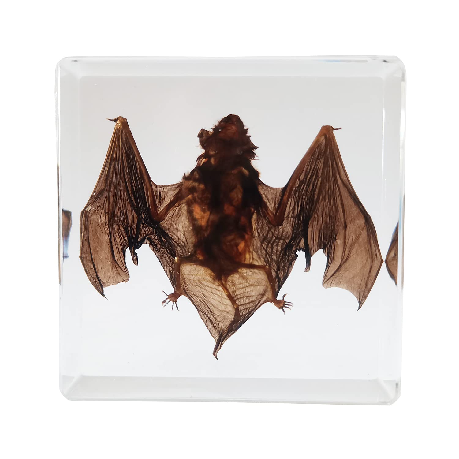 FlyingBean Real Bat Specimens in Resin Paperweight Crafts, Animal Taxidermy Collection for Science Education & Desk Ornament (Bat), 75 x 75 x 24mm (3 x 3 x 1 inch) (FBBF-03)