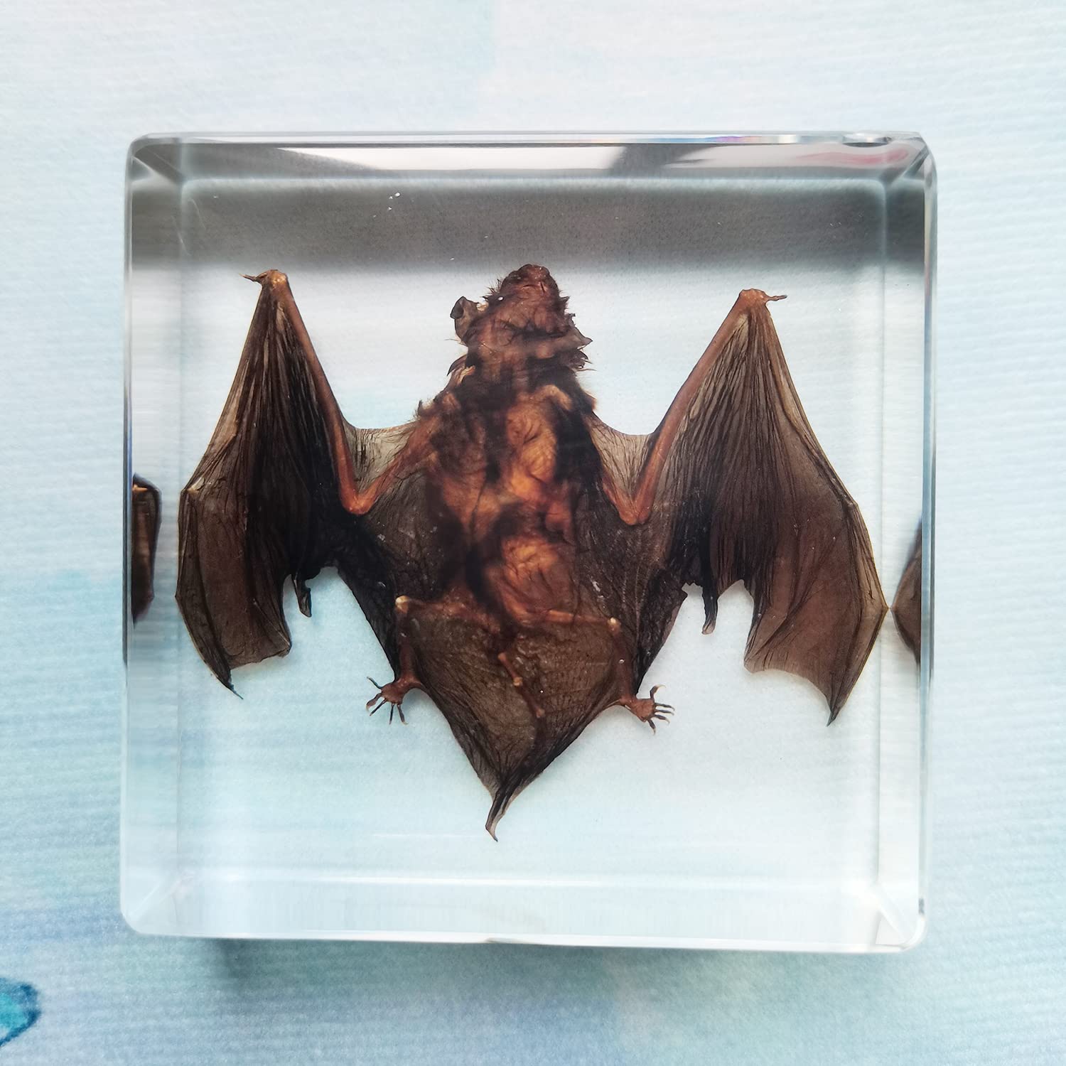 FlyingBean Real Bat Specimens in Resin Paperweight Crafts, Animal Taxidermy Collection for Science Education & Desk Ornament (Bat), 75 x 75 x 24mm (3 x 3 x 1 inch) (FBBF-03)