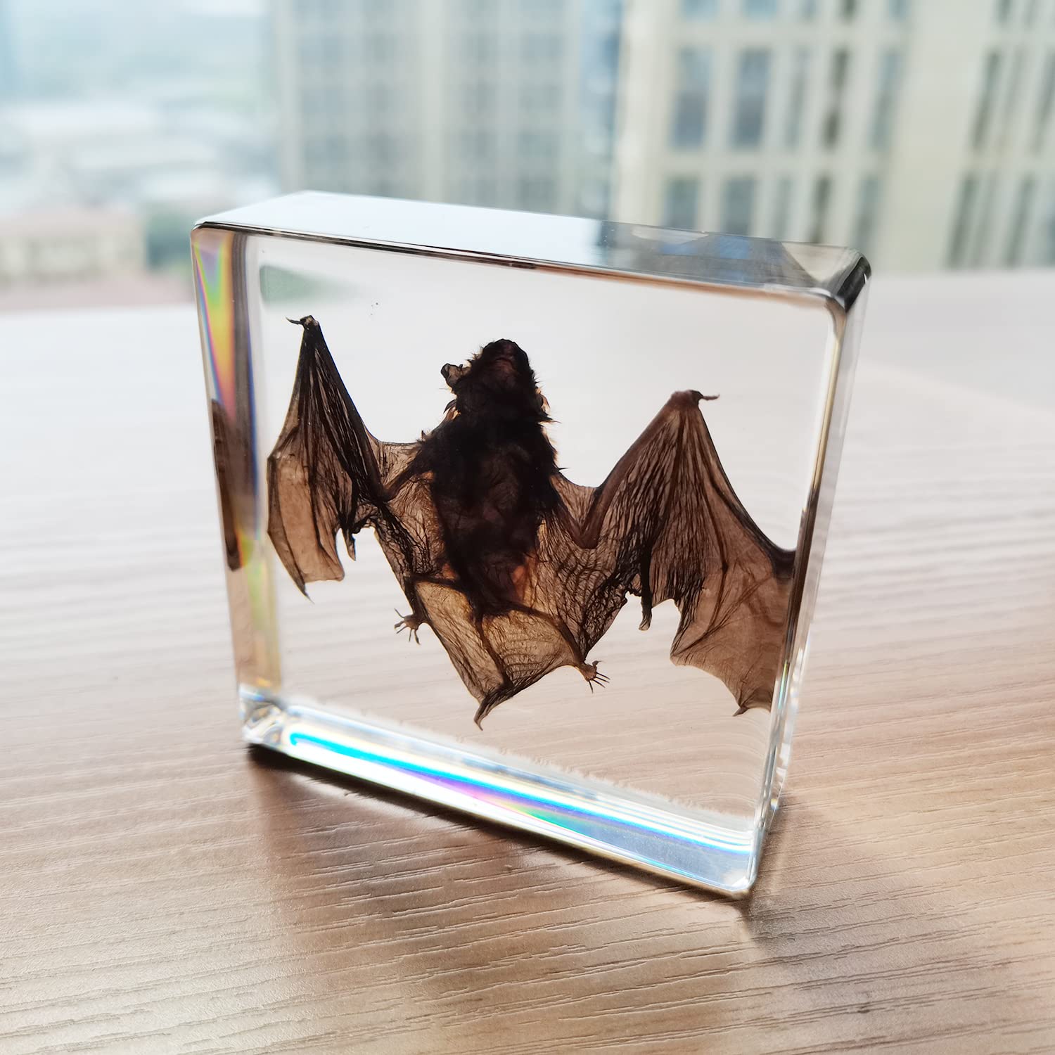 FlyingBean Real Bat Specimens in Resin Paperweight Crafts, Animal Taxidermy Collection for Science Education & Desk Ornament (Bat), 75 x 75 x 24mm (3 x 3 x 1 inch) (FBBF-03)