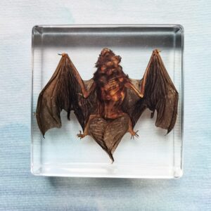 FlyingBean Real Bat Specimens in Resin Paperweight Crafts, Animal Taxidermy Collection for Science Education & Desk Ornament (Bat), 75 x 75 x 24mm (3 x 3 x 1 inch) (FBBF-03)