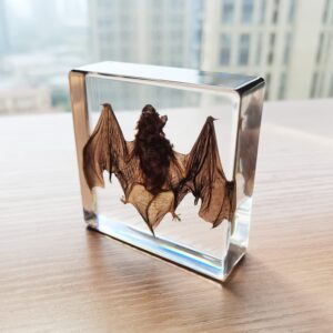 FlyingBean Real Bat Specimens in Resin Paperweight Crafts, Animal Taxidermy Collection for Science Education & Desk Ornament (Bat), 75 x 75 x 24mm (3 x 3 x 1 inch) (FBBF-03)