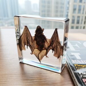 FlyingBean Real Bat Specimens in Resin Paperweight Crafts, Animal Taxidermy Collection for Science Education & Desk Ornament (Bat), 75 x 75 x 24mm (3 x 3 x 1 inch) (FBBF-03)