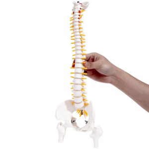 Winyousk Medical Spine Model, 1/2 Life Size Anatomical Human Spine Model, Flexible Spine Model for Hospital, School, Biological Laboratory