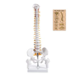 winyousk medical spine model, 1/2 life size anatomical human spine model, flexible spine model for hospital, school, biological laboratory