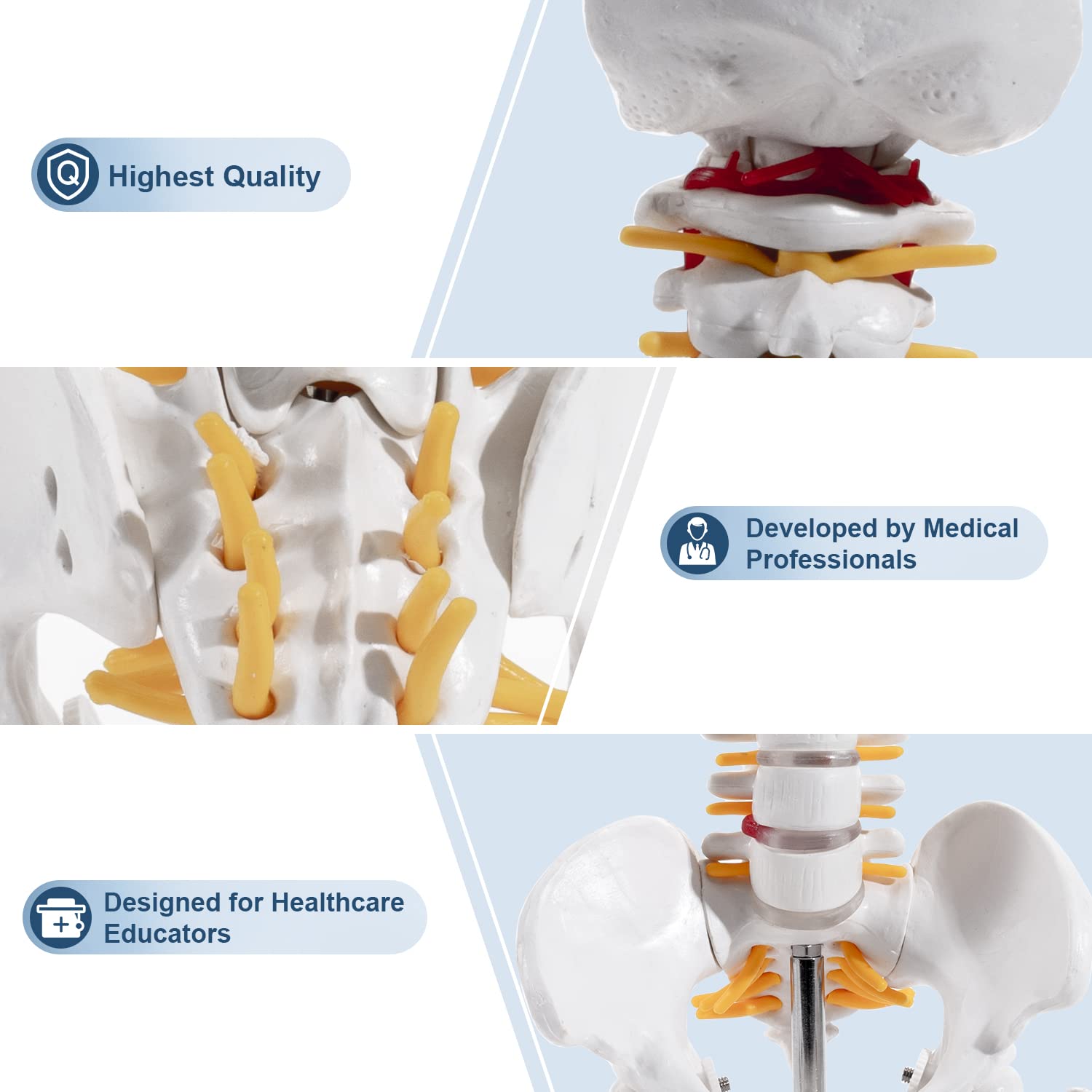 Winyousk Medical Spine Model, 1/2 Life Size Anatomical Human Spine Model, Flexible Spine Model for Hospital, School, Biological Laboratory