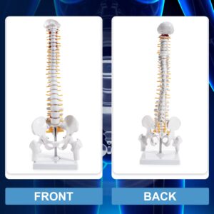 Winyousk Medical Spine Model, 1/2 Life Size Anatomical Human Spine Model, Flexible Spine Model for Hospital, School, Biological Laboratory