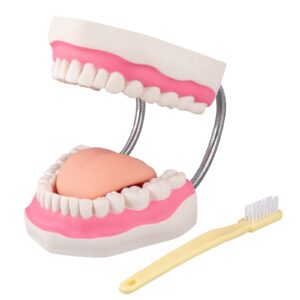 lvchen mouth model for speech therapy - 6 times dental hygiene teeth models dental model with movable tongue and denture toothbrush