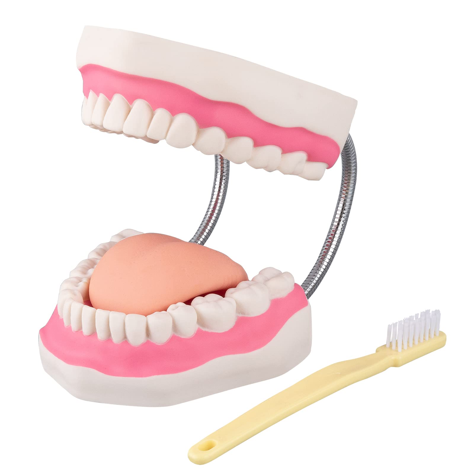 LVCHEN Mouth Model for Speech Therapy - 6 Times Dental Hygiene Teeth Models Dental Model with Movable Tongue and Denture Toothbrush