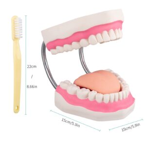 LVCHEN Mouth Model for Speech Therapy - 6 Times Dental Hygiene Teeth Models Dental Model with Movable Tongue and Denture Toothbrush