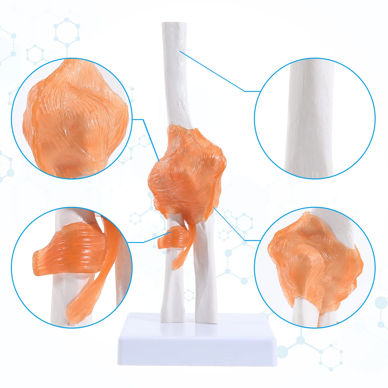 SKUMOD Human Elbow Joint Model with Ligaments, Life-Size Flexible Elbow Joint, Includes Base for Display and Interaction, Elbow Joint for Patient Education & Medical Training