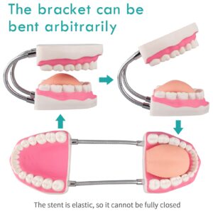 LVCHEN Mouth Model for Speech Therapy - 6 Times Dental Hygiene Teeth Models Dental Model with Movable Tongue and Denture Toothbrush