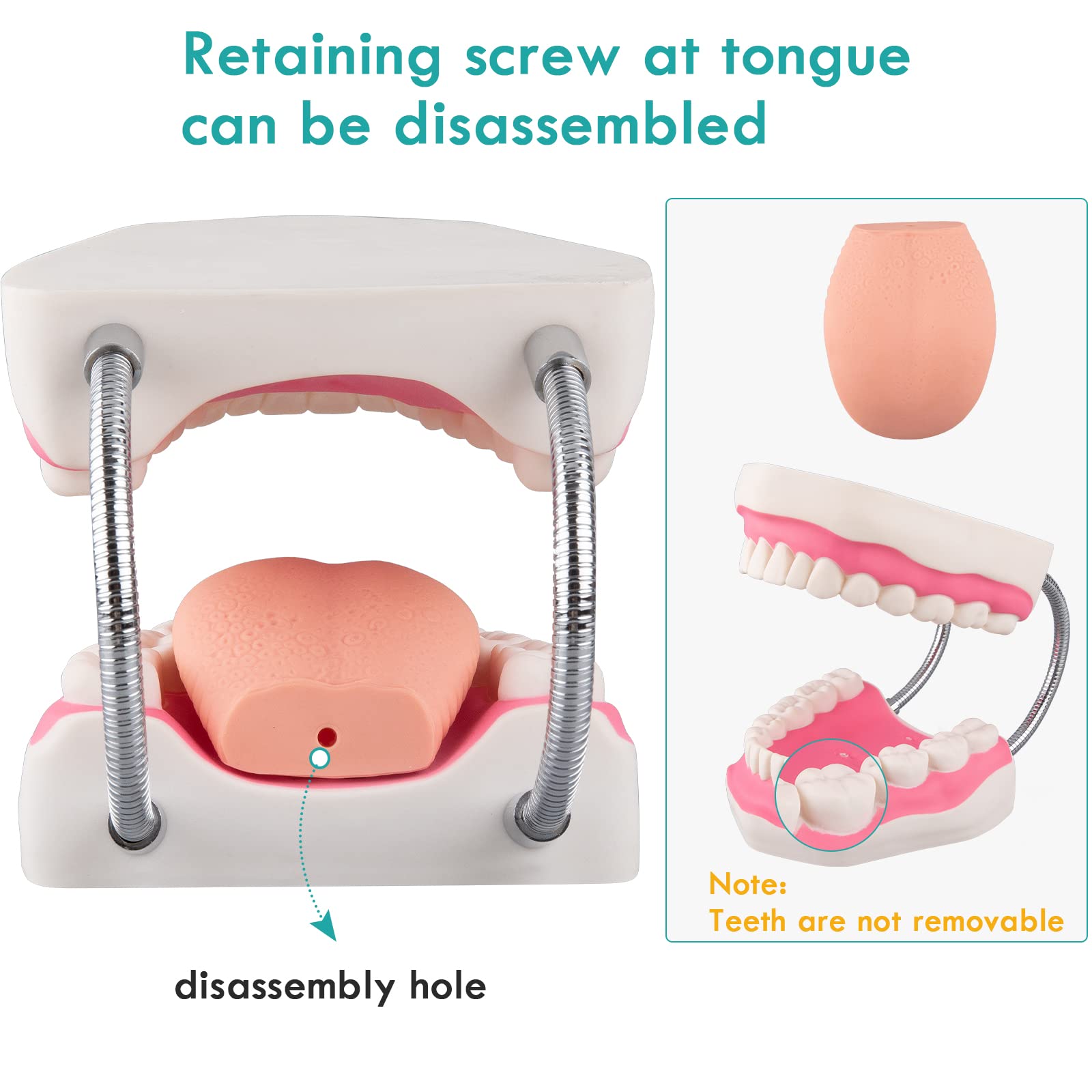 LVCHEN Mouth Model for Speech Therapy - 6 Times Dental Hygiene Teeth Models Dental Model with Movable Tongue and Denture Toothbrush