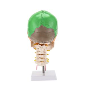 MIIRR Human Skull and Cervical Spine Model Life Size, Color Skull with Cervical Spine Anatomical Model, Medical Teaching Display Model