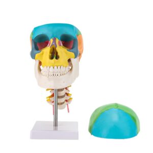 MIIRR Human Skull and Cervical Spine Model Life Size, Color Skull with Cervical Spine Anatomical Model, Medical Teaching Display Model