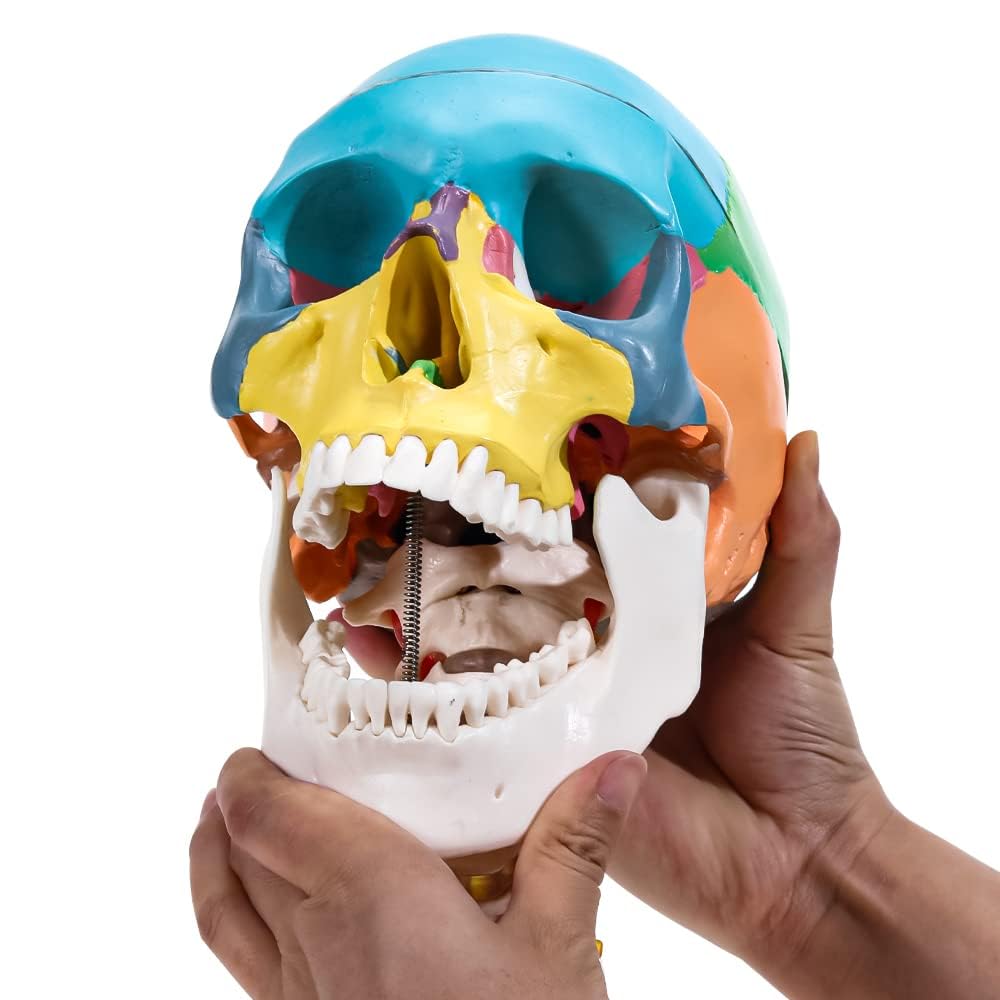 MIIRR Human Skull and Cervical Spine Model Life Size, Color Skull with Cervical Spine Anatomical Model, Medical Teaching Display Model