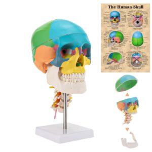 miirr human skull and cervical spine model life size, color skull with cervical spine anatomical model, medical teaching display model