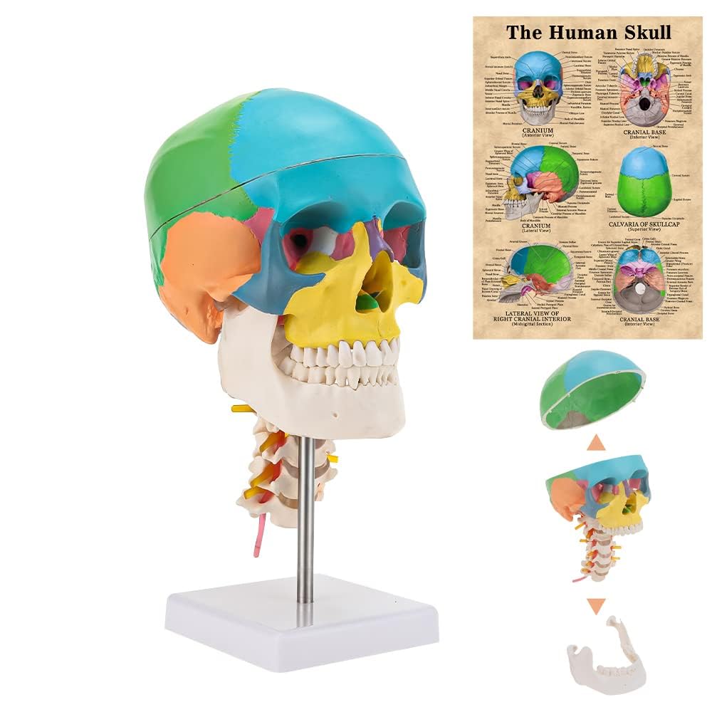 MIIRR Human Skull and Cervical Spine Model Life Size, Color Skull with Cervical Spine Anatomical Model, Medical Teaching Display Model