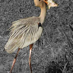 BIG Birds in The Villages, Florida: A Guide to