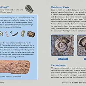 Outdoor School: Rock, Fossil, and Shell Hunting: The Definitive Interactive Nature Guide