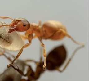 Ants: Workers of the World