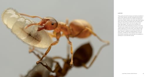 Ants: Workers of the World