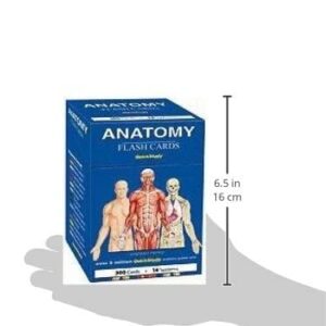 Anatomy Flash Cards: a QuickStudy Reference Tool