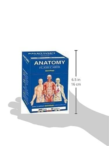 Anatomy Flash Cards: a QuickStudy Reference Tool