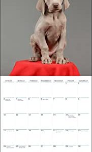 William Wegman Big and Little 2023 Wall Calendar