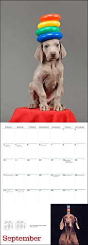 William Wegman Big and Little 2023 Wall Calendar