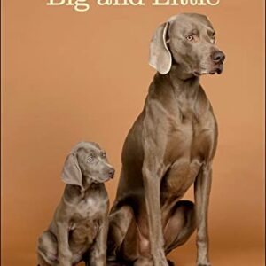 William Wegman Big and Little 2023 Wall Calendar