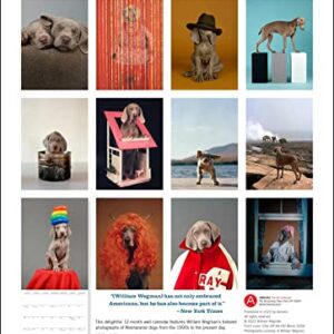 William Wegman Big and Little 2023 Wall Calendar