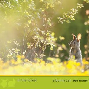 Hop, Bunny! (National Geographic Kids Readers, Pre-Reader): Explore the Forest