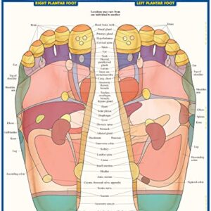 Reflexology QuickStudy Laminated Reference Guide (QuickStudy Academic)