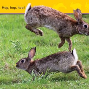 Hop, Bunny! (National Geographic Kids Readers, Pre-Reader): Explore the Forest