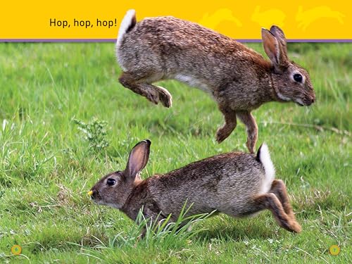 Hop, Bunny! (National Geographic Kids Readers, Pre-Reader): Explore the Forest